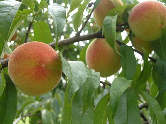 DIÁRIO COM A NATUREZA: 16 DE JUNHO - PESSEGUEIRO - PÊSSEGO - FRUTA ...