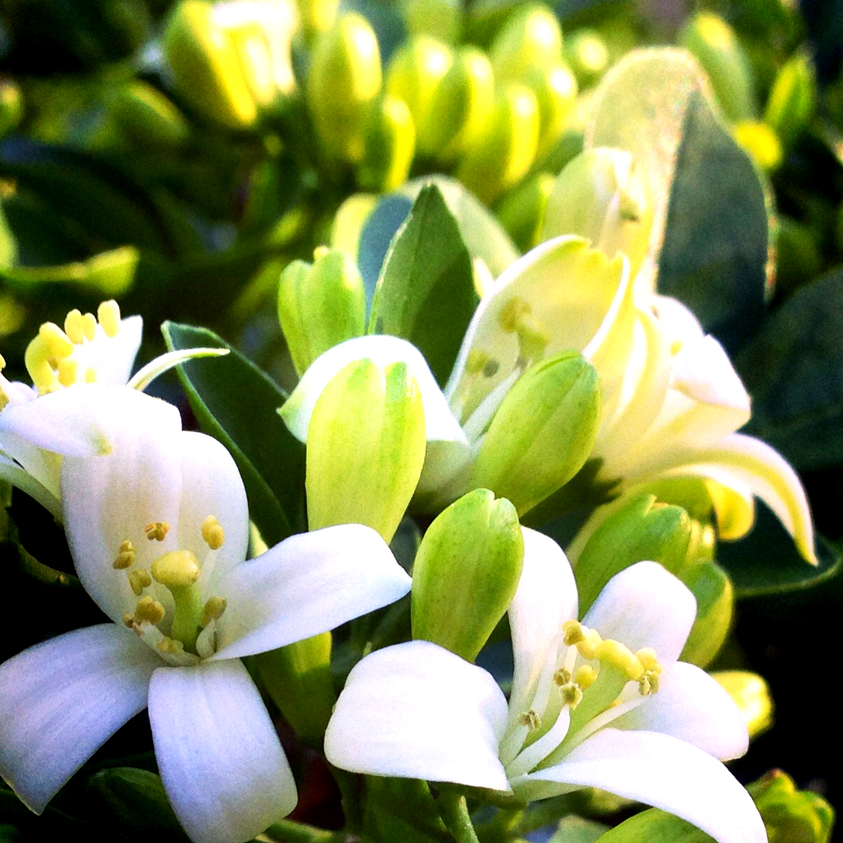 Art and Lore: Legenda Bunga Kemuning