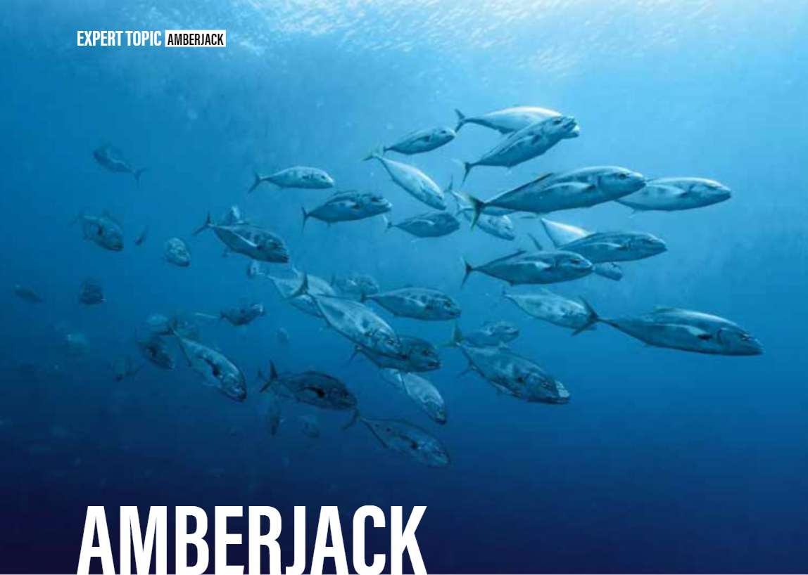 The Aquaculturists: Expert topic: Japanese amberjack