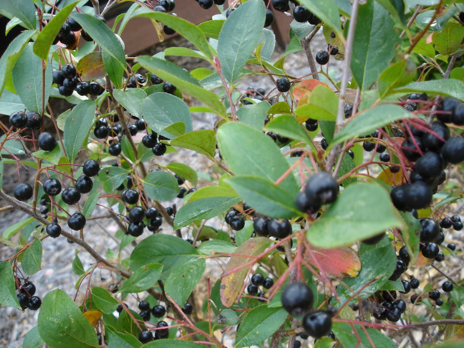 Exploring Permaculture: Specimen Spotlight: Aronia