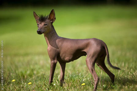 Peluquero Mascotas: XOLOITZCUINTLE