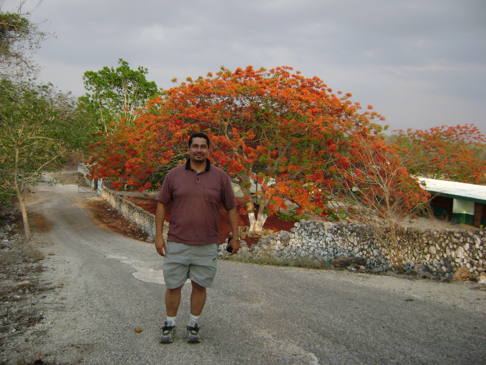 SonorenseViajero: ﻿Flamboyan o framboyano?