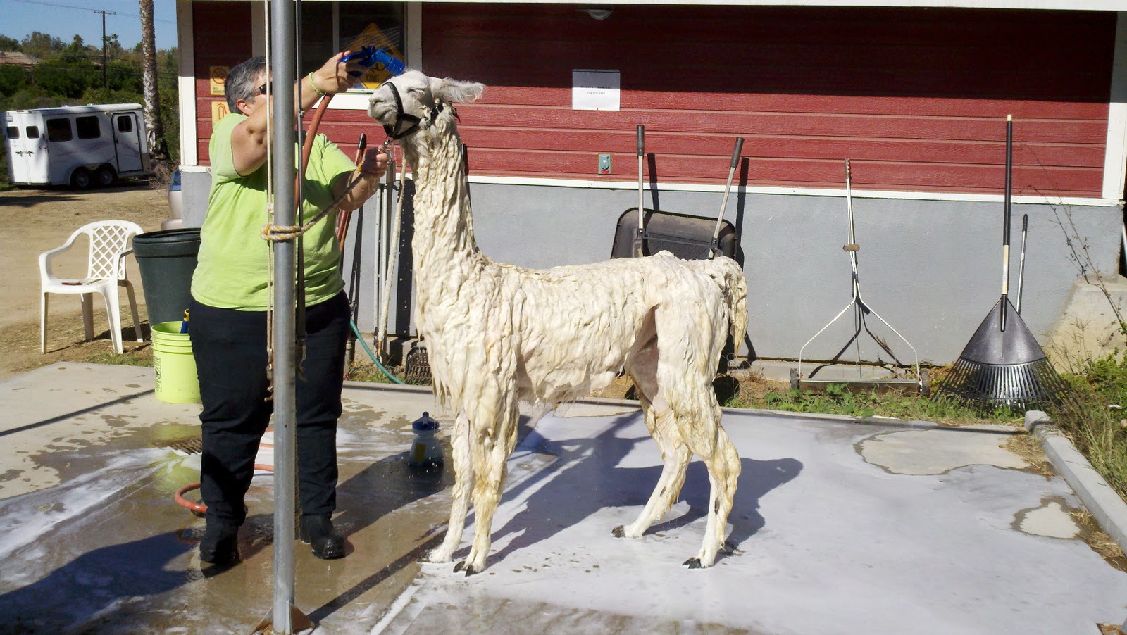 For Llama Llovers: Llama Car Wash