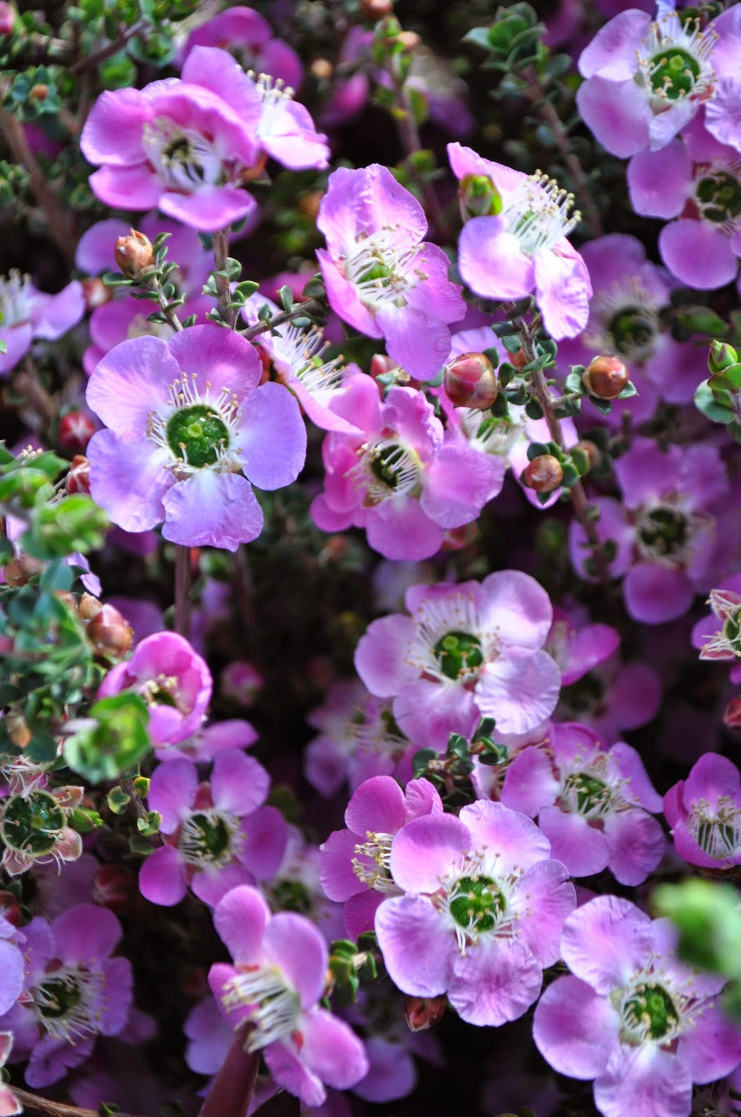 A Passion for Flowers: Lepto Rotundifolia
