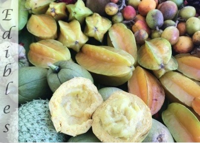 Amelia's SmartyPlants