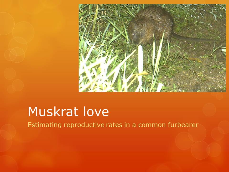 Backyard Beasts: Counting placental scars