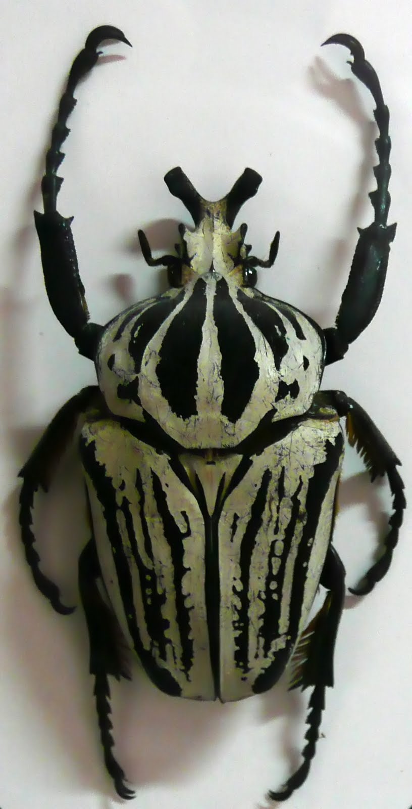 Los coleópteros (familia scarabeidae)
