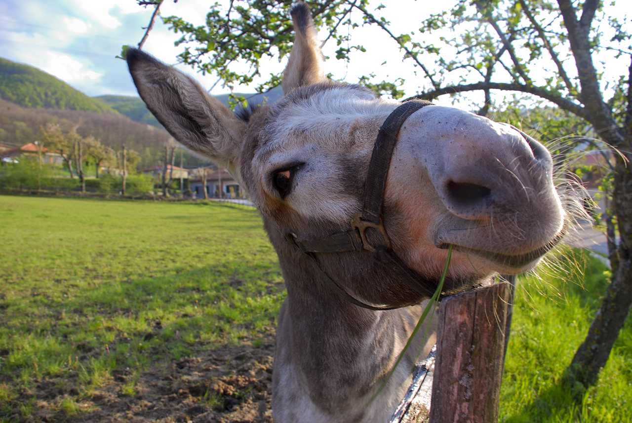 Modi di dire: “L’ha più garbo un ciuco a bere a boccia.”
