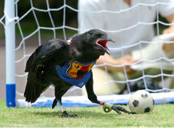 20 Funny animals playing soccer/football (20 pics) | Amazing Creatures