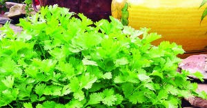 How to grow and harvest cilantro