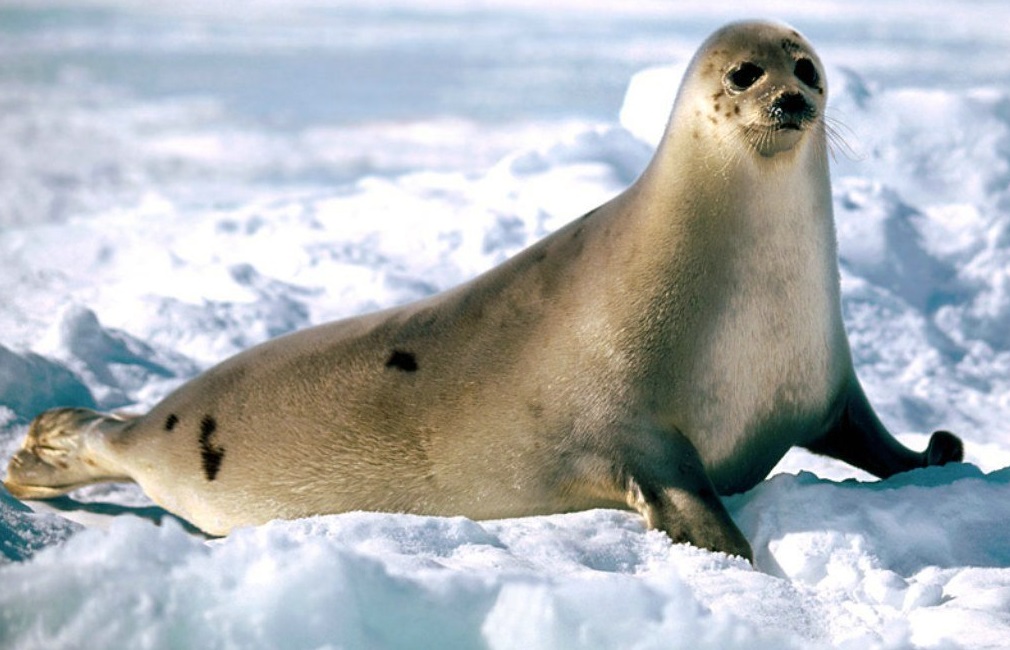 Made in Pangea: La evolución es un hecho. Derribando los mitos de los ...