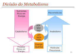 ALIMENTE-SE COM SABEDORIA!: O QUE É METABOLISMO?