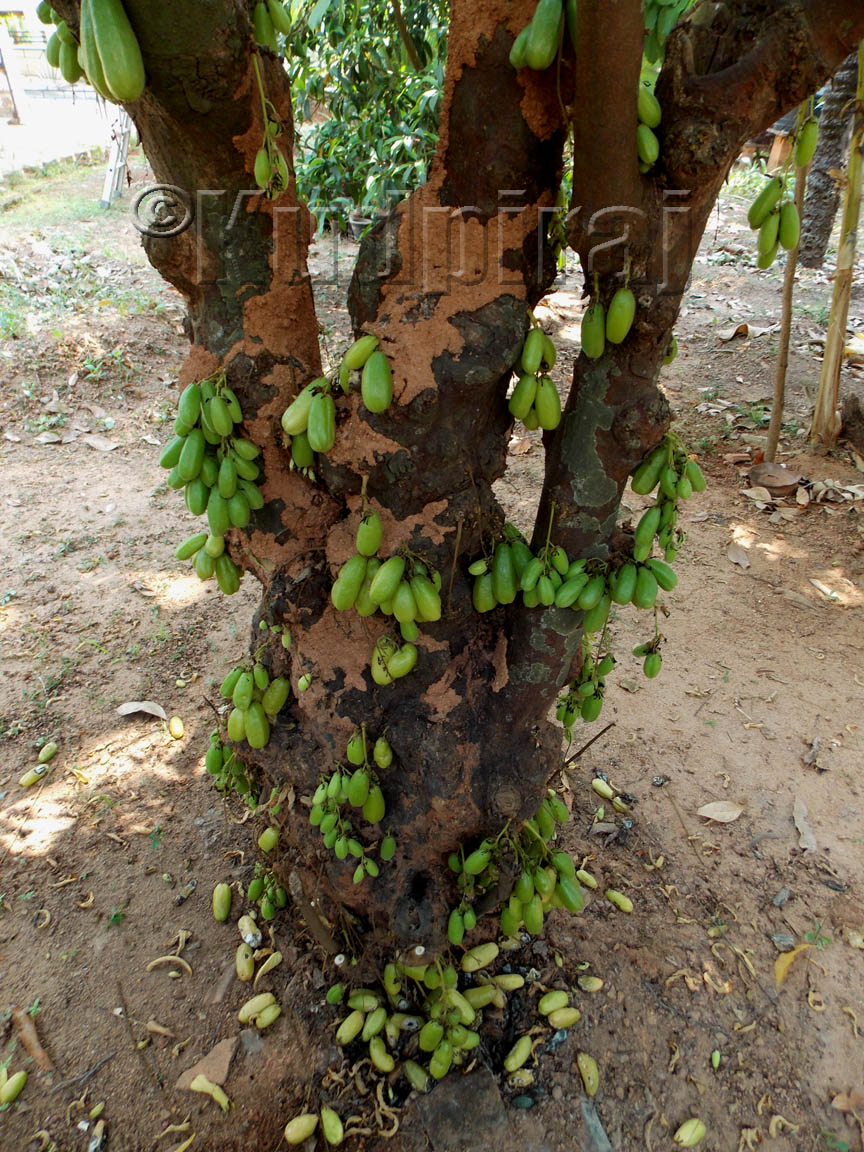 Kudpiraj's Garam Tawa: Seasonal Fruits from Private Lands
