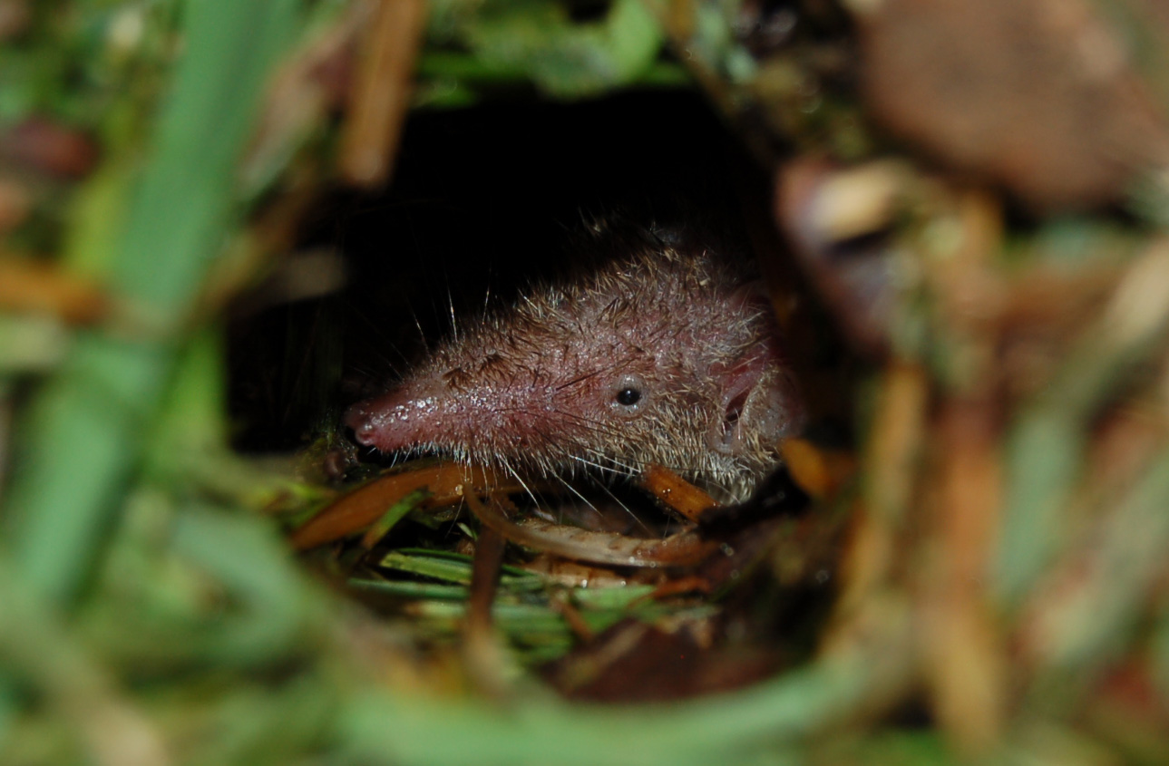 Breuillet Nature: La musaraigne, alliée du jardinier