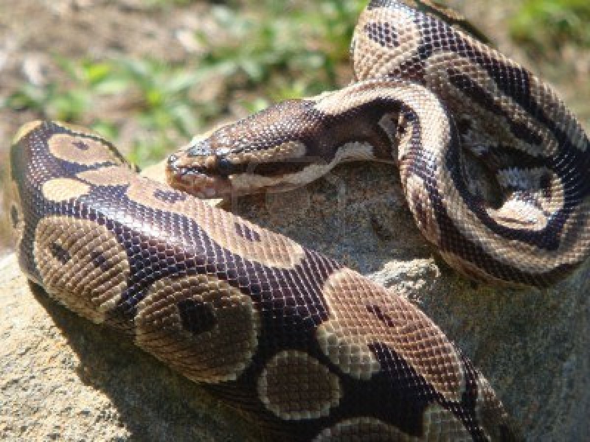 Fauna Y Flora Del Mundo PitÓn Una Serpiente Con Fama Tranquila