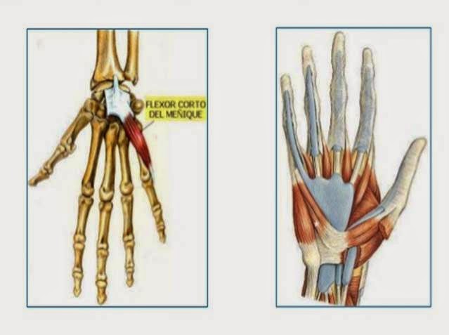 generalidades de anatomia | apredizaje de anatomia de la forma mas ...