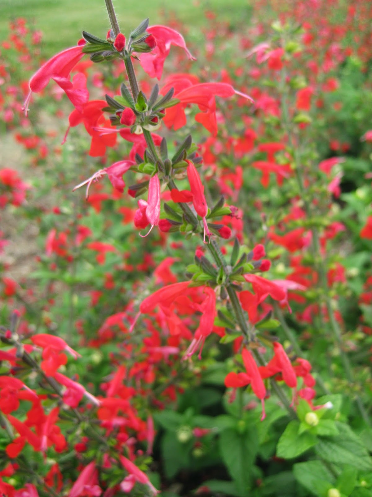 Rotary Botanical Gardens - Hort Blog: Spring Arrives Right On Time