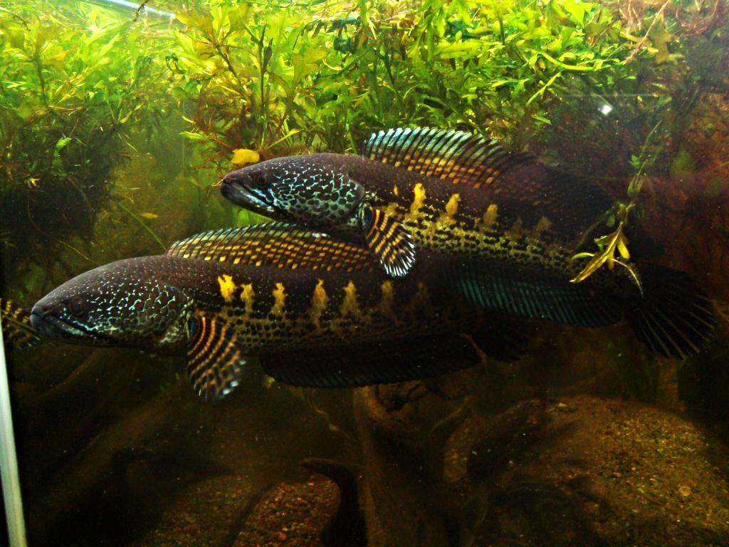 Mahamaya Hiko: channa aurantimaculata profil dan cara pemeliharaan