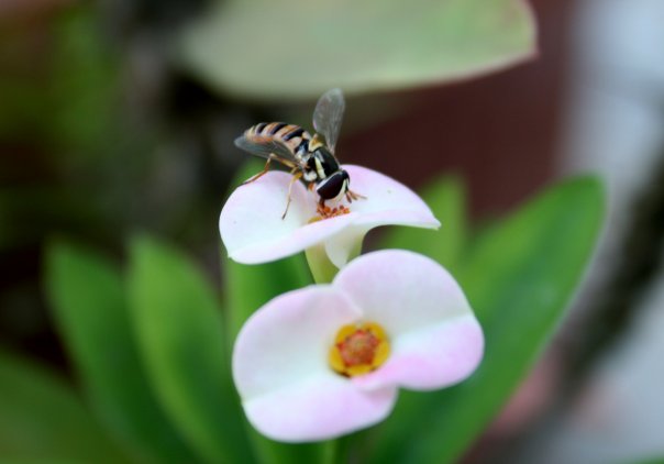 Depth Of Field (DOF)