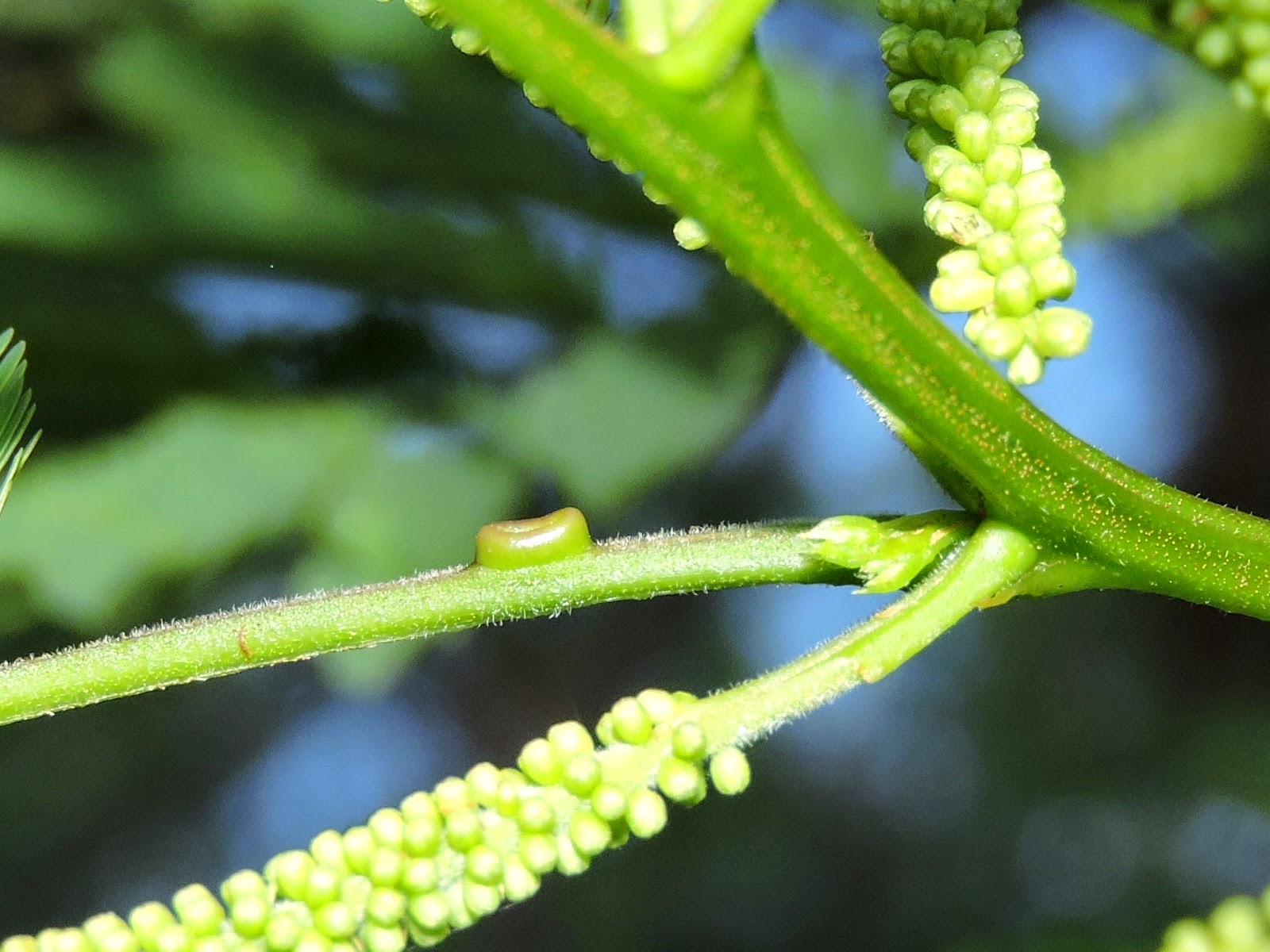 Fabaceae - Leguminosae no Brasil: Fabaceae - Piptadenia retusa (Jacq ...