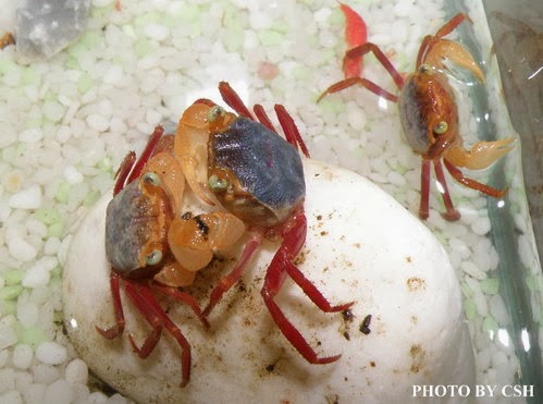 金魚&水族快訊Goldfish & Aquarium Messages: 蘇拉維西觀賞蟹(Vampire Crab/Geosesarma sp.)