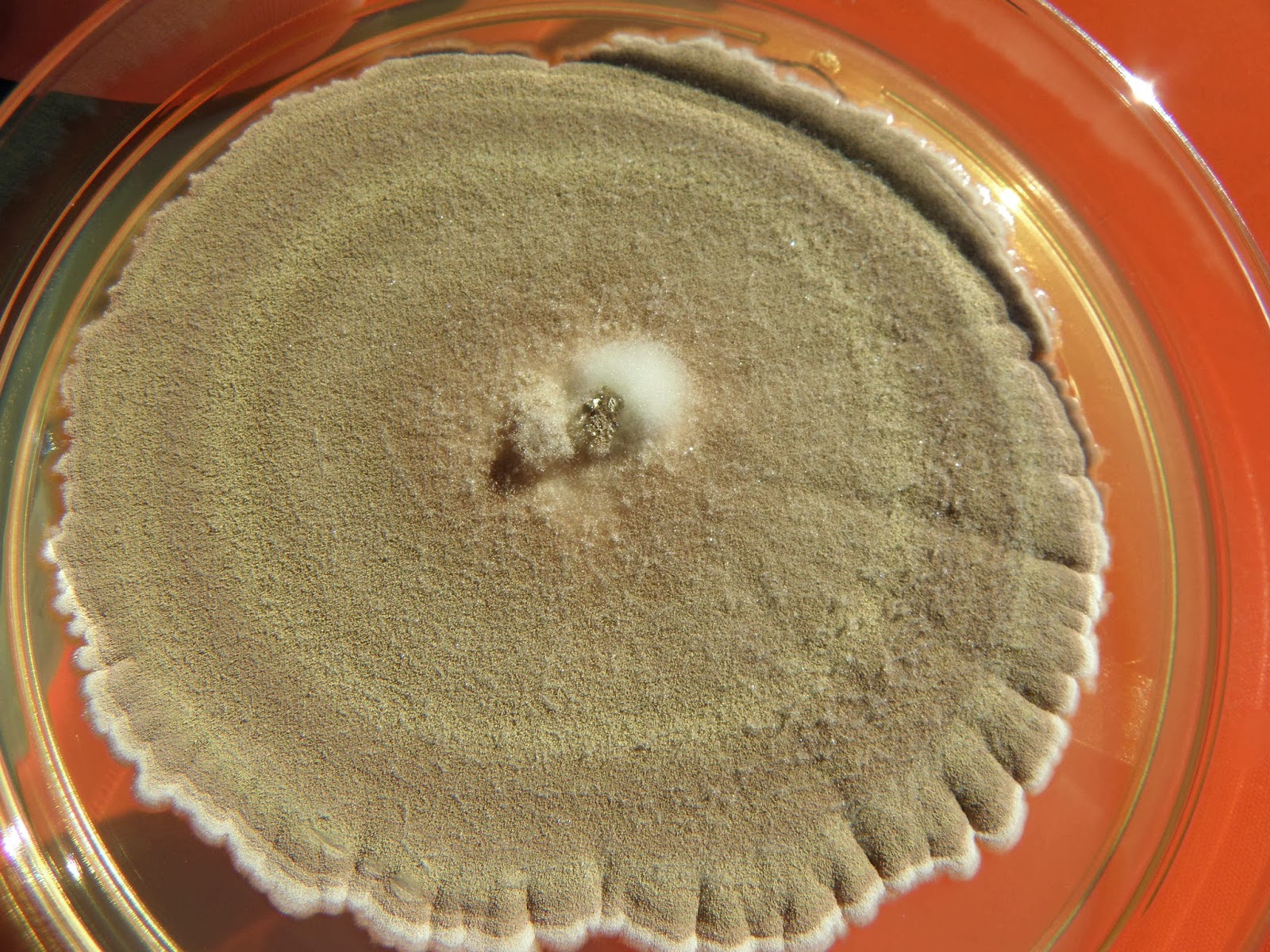 ATLAS MICOLOGIA: ASPERGILLUS TERREUS - 2 NOVAS ESTIRPES