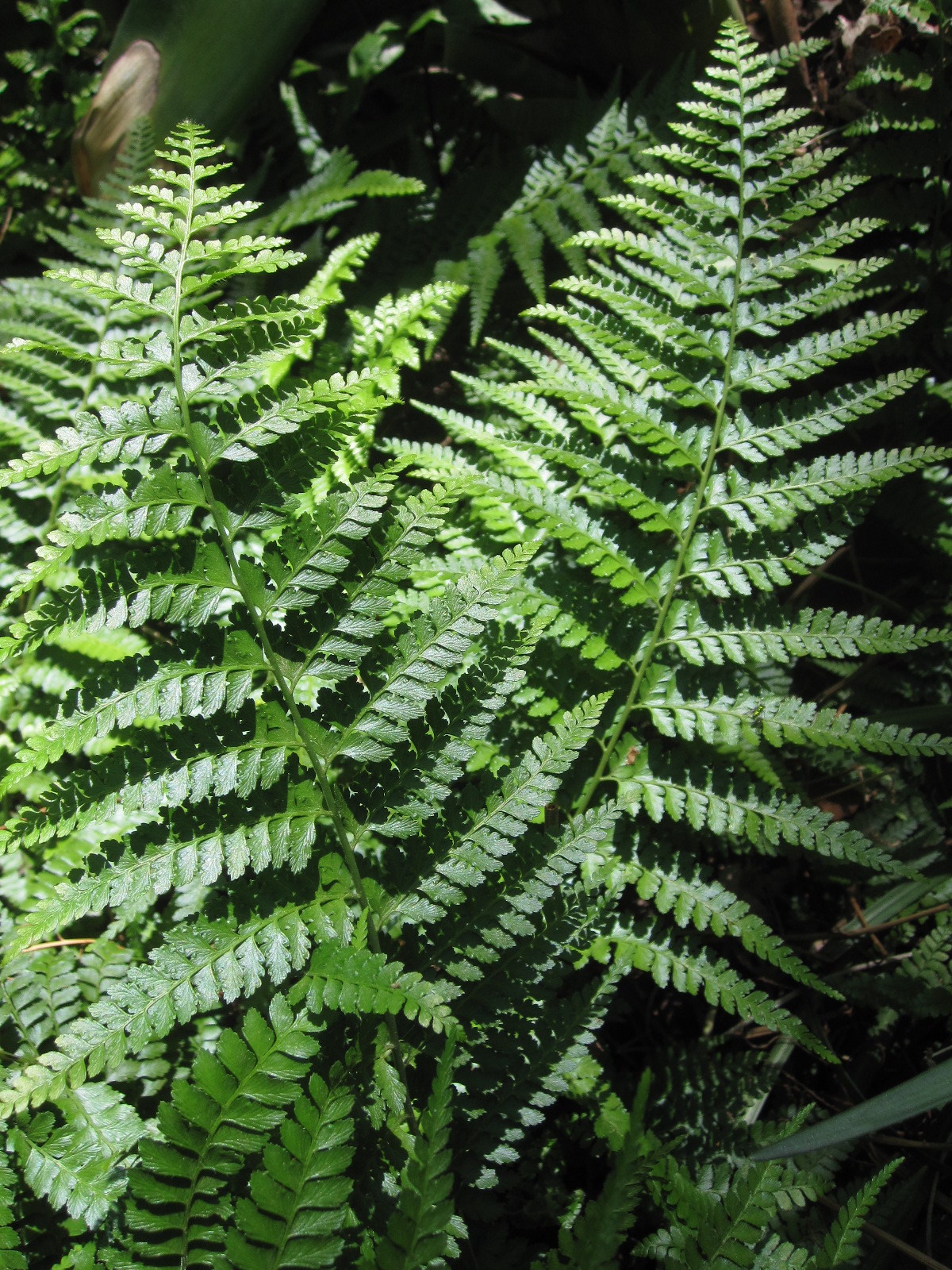 Tropical Texana: FASCINATING FERN FOLIAGE AT TROPICAL TEXANA: HAPPY ...