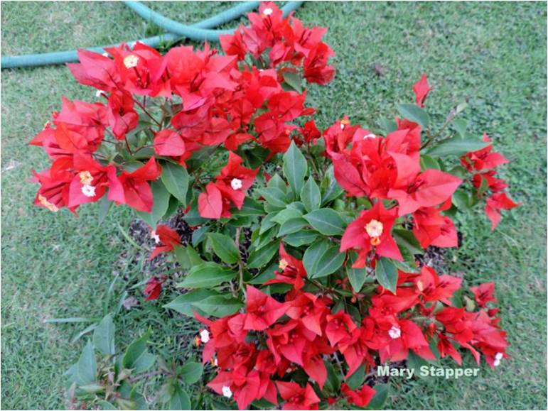 CRONICAS DE CUCUTA: 1351.- FLORES DE CUCUTA