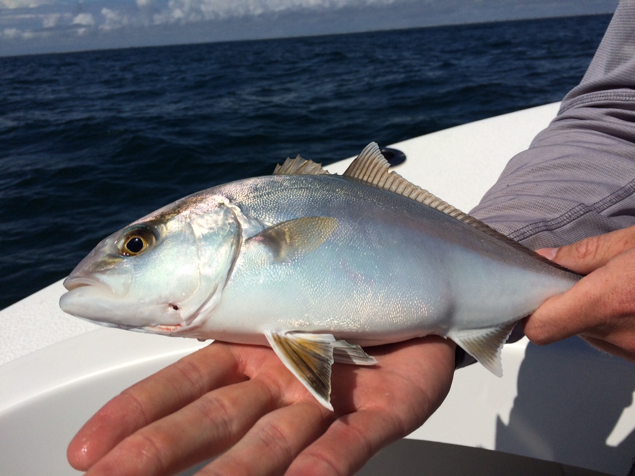 Jersey Cape Guide Service: Light Tackle