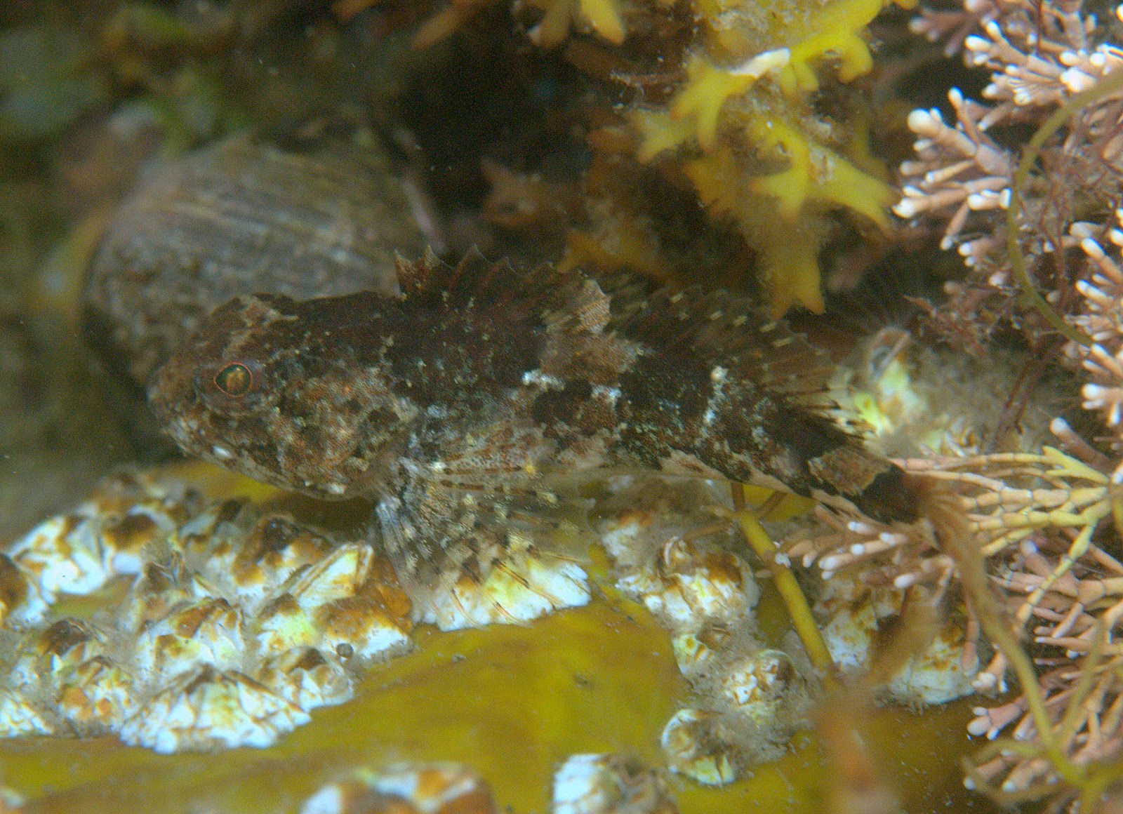 under pressure world: Grubby Sculpin- Harpswell, ME