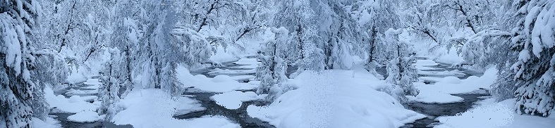The Old Farmer's Daughter: The Swamp in Winter