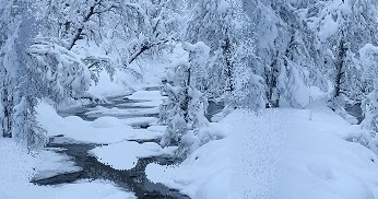 The Old Farmer's Daughter: The Swamp in Winter