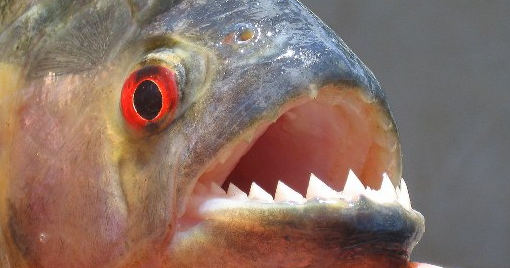 6 Jenis Ikan Predator Air Tawar Nokturnal - saung petani