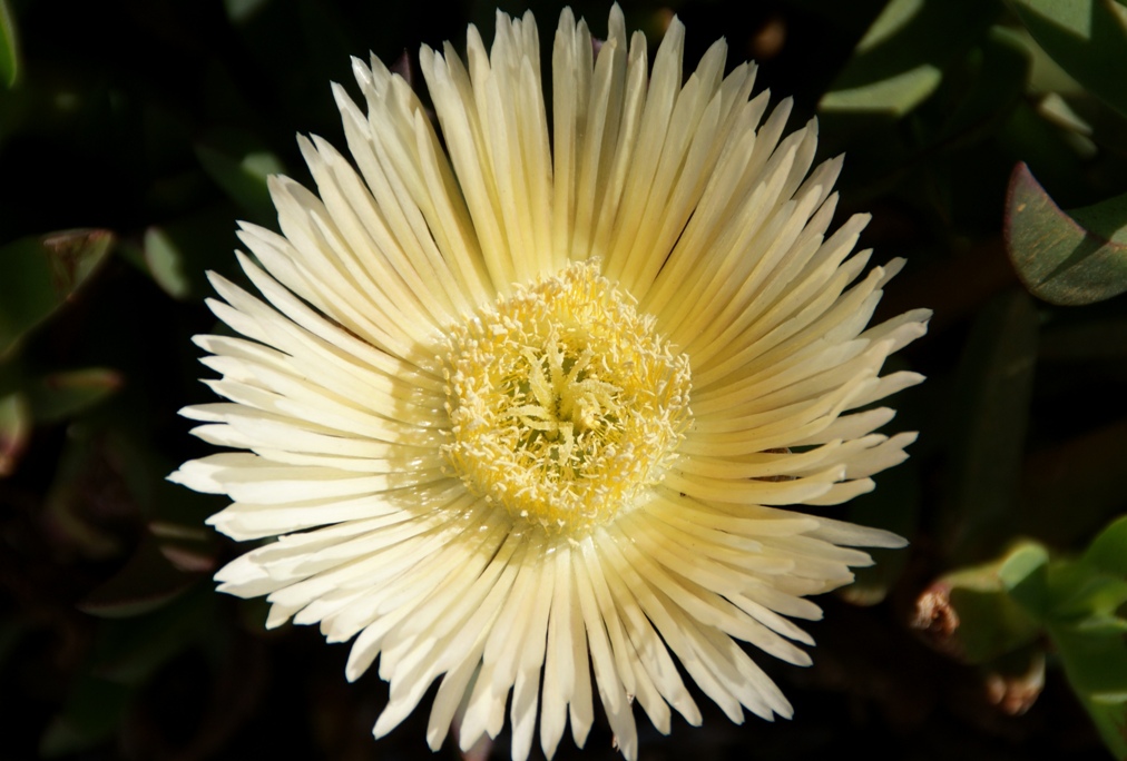 A photo, A thought............: Plant: Sea fig blooms splash in South ...