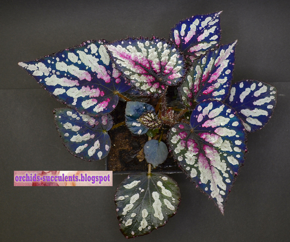 Begonia rex ‘Salsa’ [Μπιγκόνια η ρεξ ποικ. Σάλσα] | Ορχιδέες και Παχύφυτα