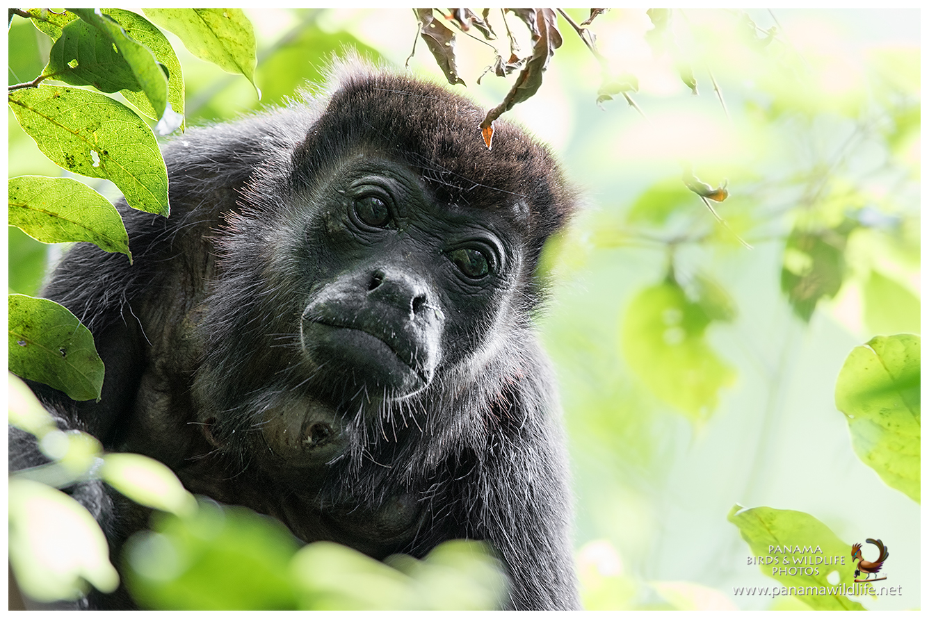 Featured subspecies: Ecuadorian Mantled Howler Monkey (Alouatta ...