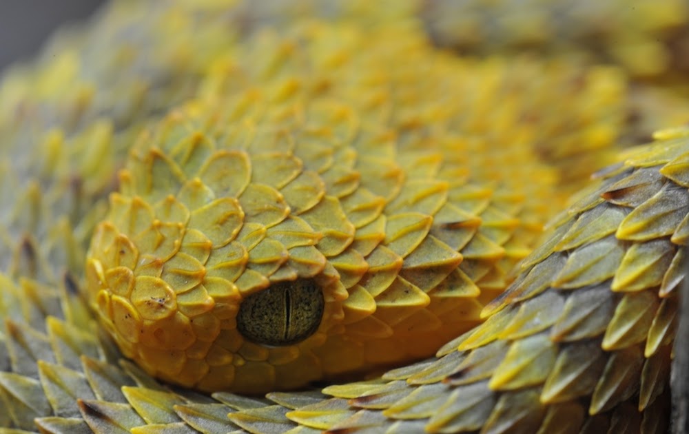 Variety of Life: Viperidae