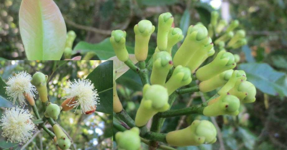 කරාබු [Karabu] (Syzygium aromaticum) ~ අපේ ඔසුපැළ Medicinal Plants of ...