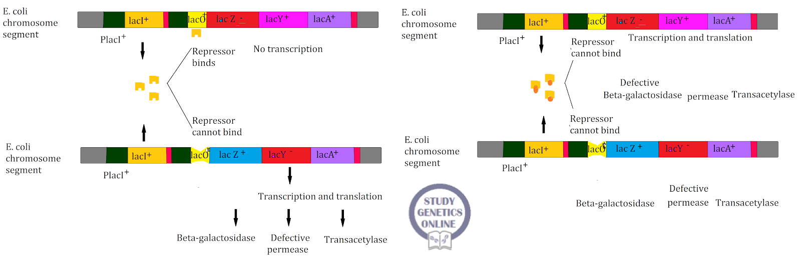 Study Genetics Online: Lac operon