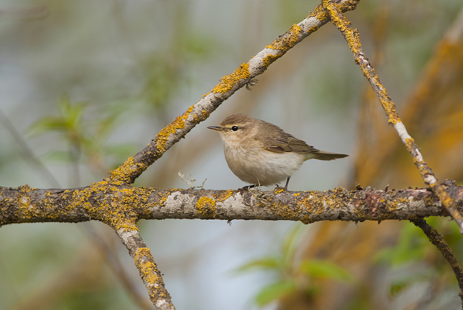 Foture: Mets-lehelind, Phylloscopus sibilatrix
