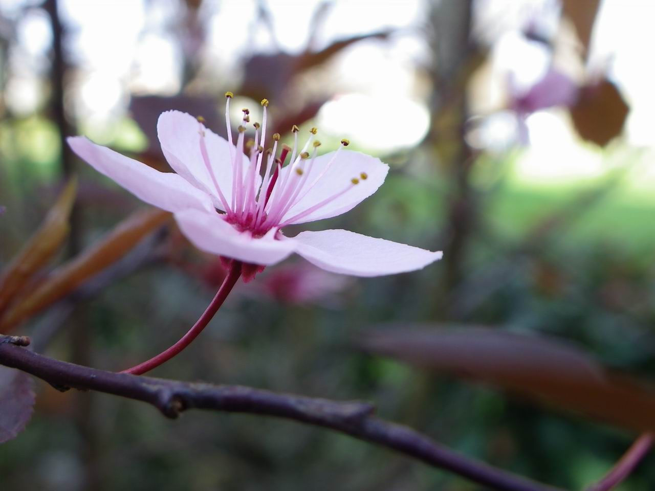 Fleurs de prunier rouge