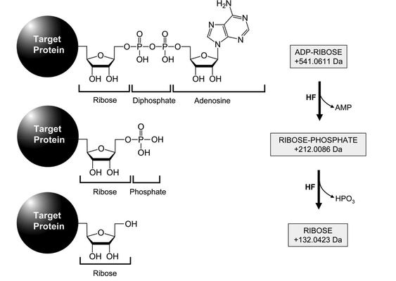 News in Proteomics Research: Tired of trying to find your PARPs? Cleave ...
