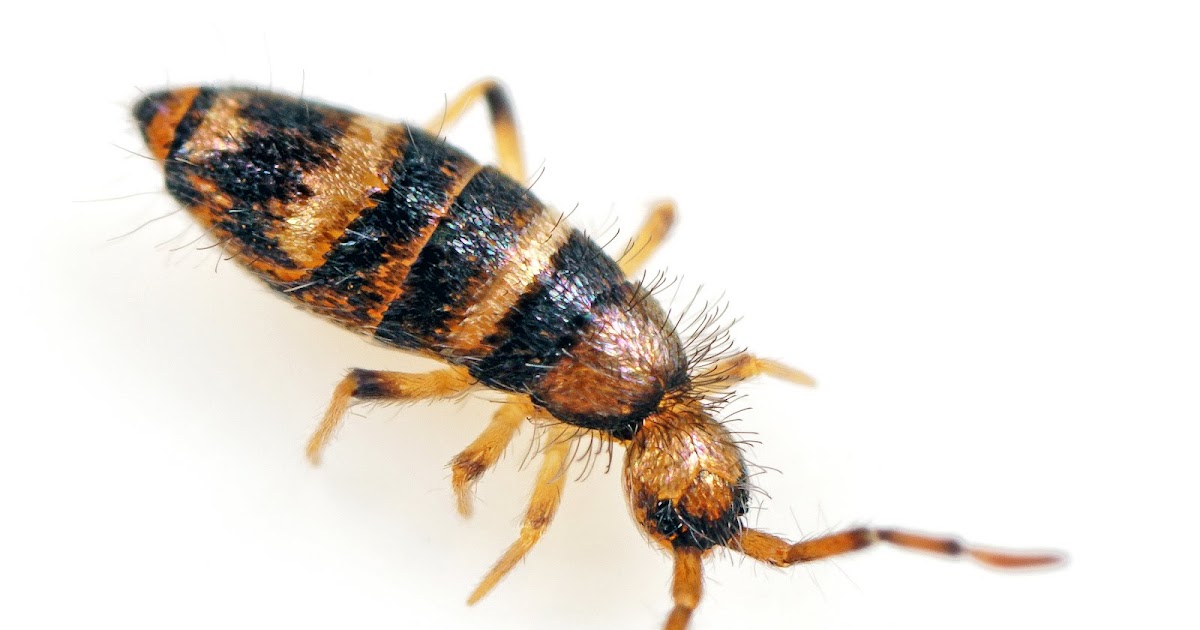 AJC Springtails: Willowsia