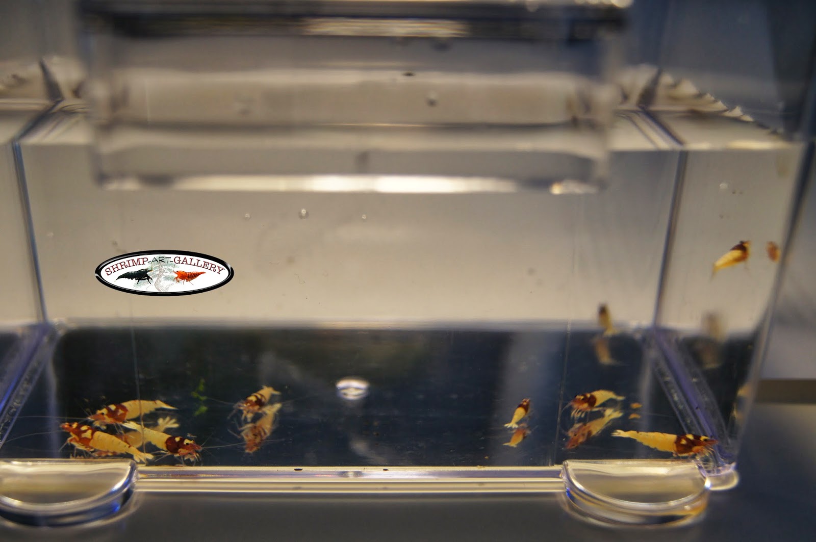 Shrimp Art Gallery : Red Shadow Spotted Head Pinto