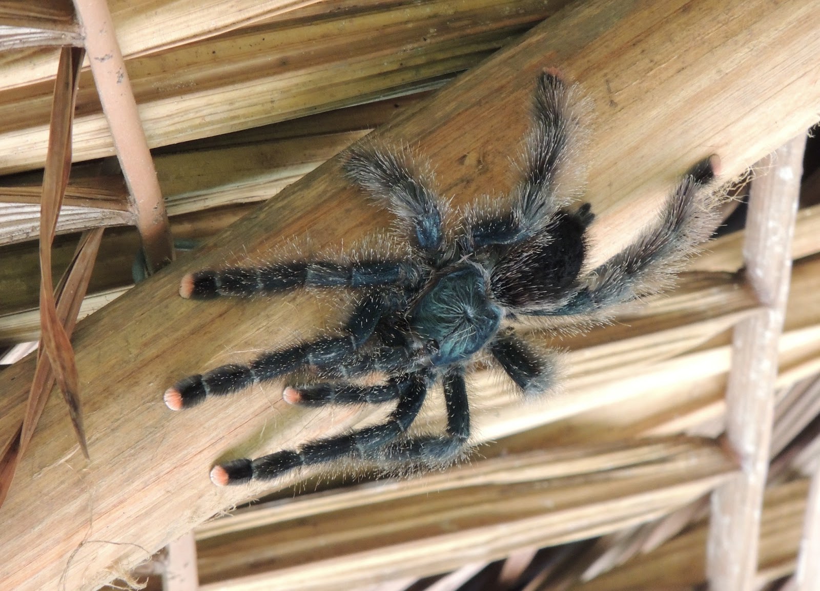 Babzy Photos Blog: Guyane : Matoutou