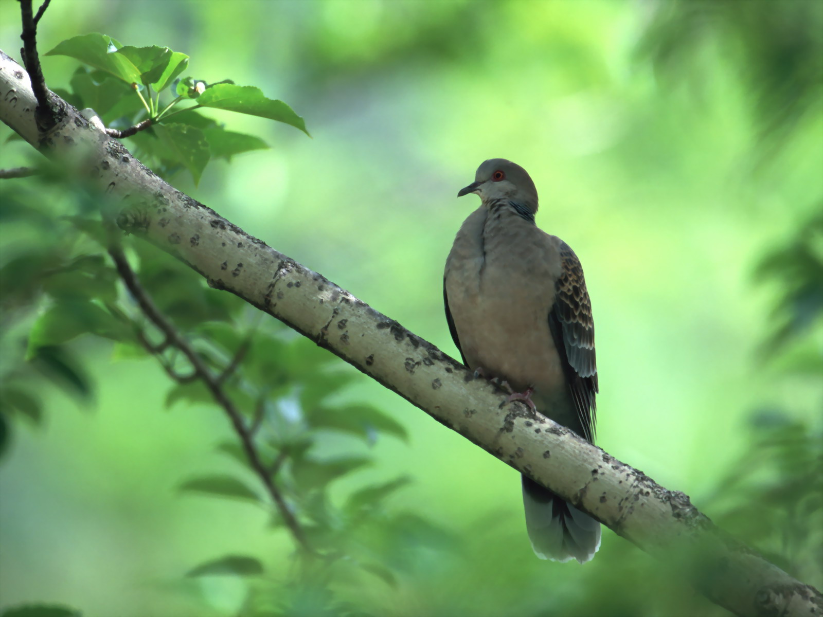 Foto-Foto Burung Kecil yang Imut dan Cantik