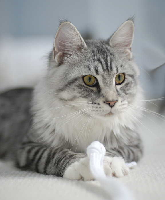 Les chats: Le Main Coon