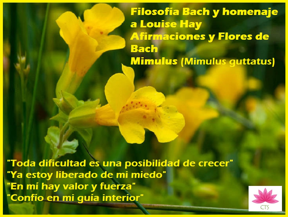 CTS-CENTRO DE TERAPIAS PARA LA SALUD: Flores de Bach y Afirmaciones ...