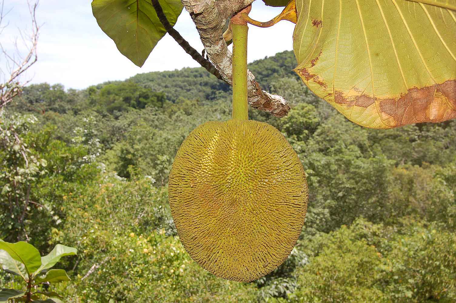 Timadang Tarap of Kelawat Kota Belud Sabah East Malaysia North Borneo ...