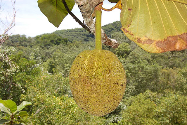 Timadang Tarap of Kelawat Kota Belud Sabah East Malaysia North Borneo ...